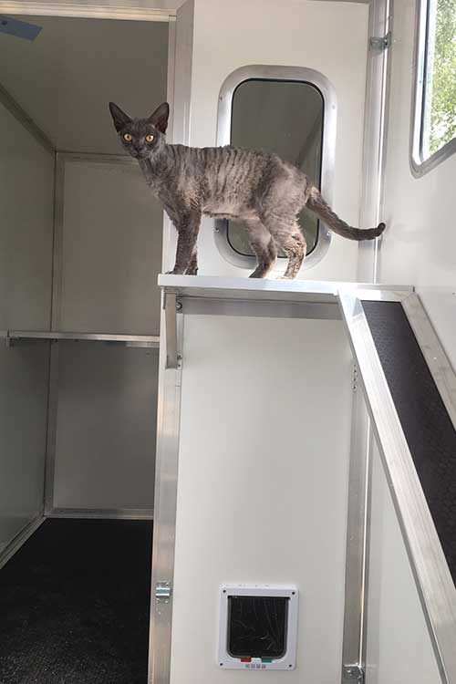 Large Walk In Insulated Cattery Unit - Chicubes